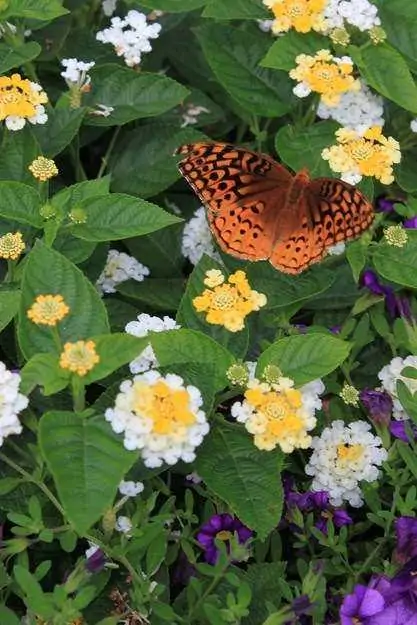 Ideas Para Planear El Jardín Según Un Propósito