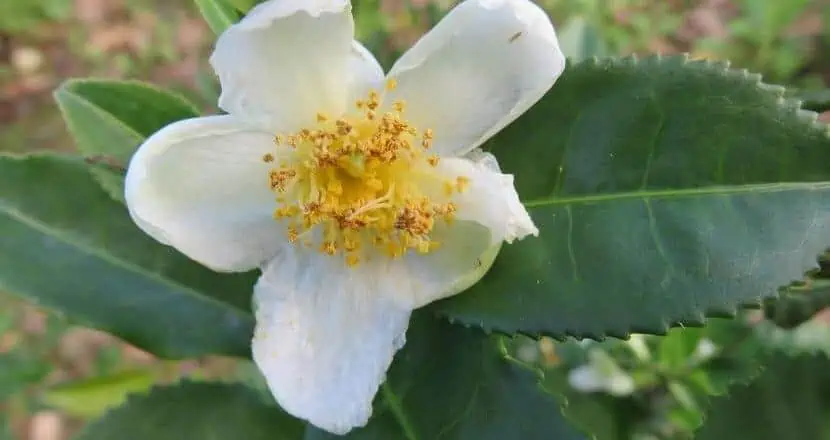 ¿Cómo Cultivar Té En Nuestro Jardín? 5 Consejos útiles