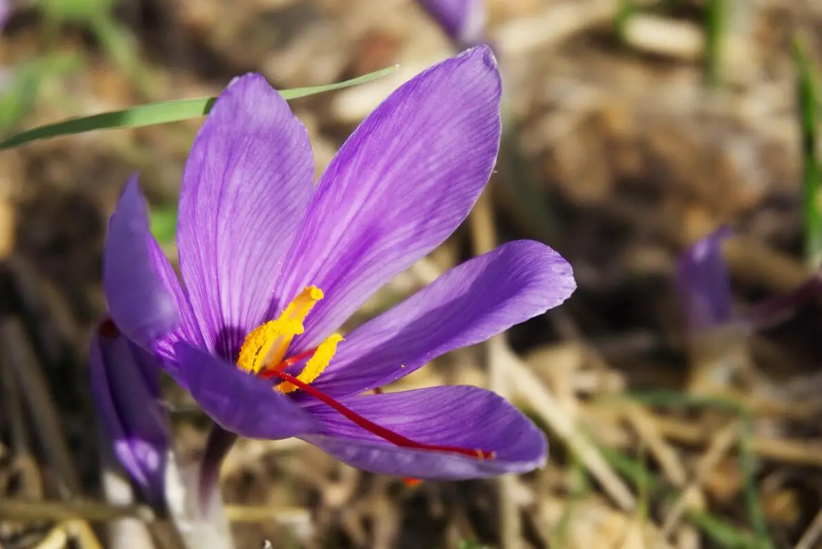 Guía completa para el cultivo de pepino: cuidados de Cucumis sativus