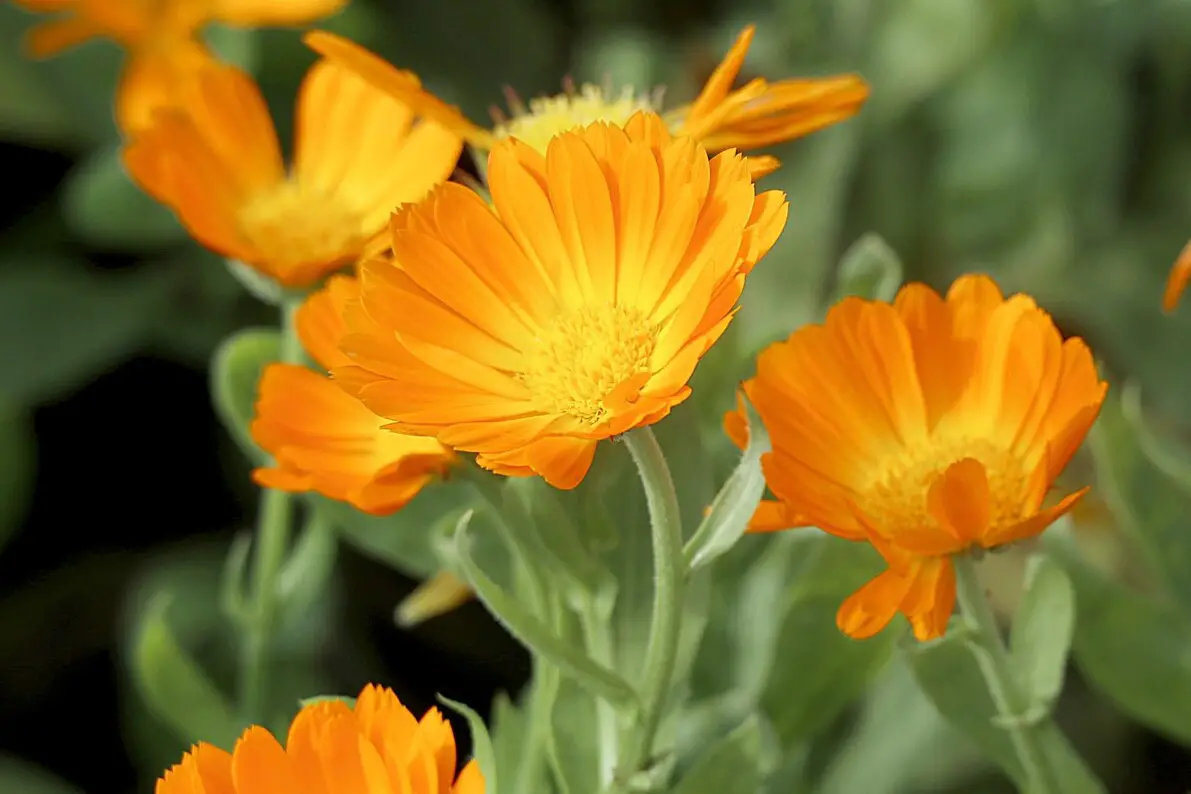 Cómo cuidar Hyssopus officinalis para un jardín saludable