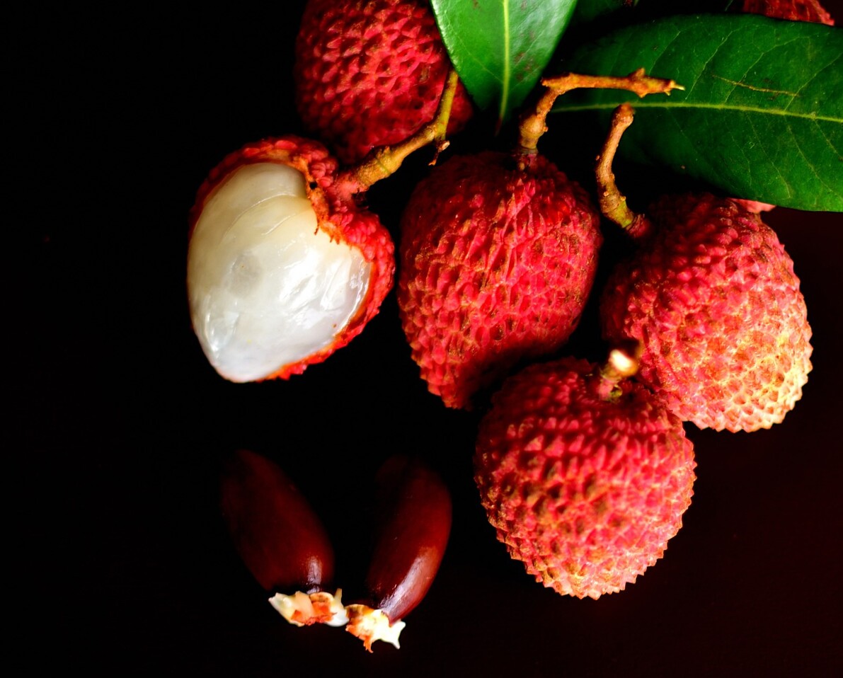 Descubre los cuidados del Litchi chinensis para un jardín exitoso
