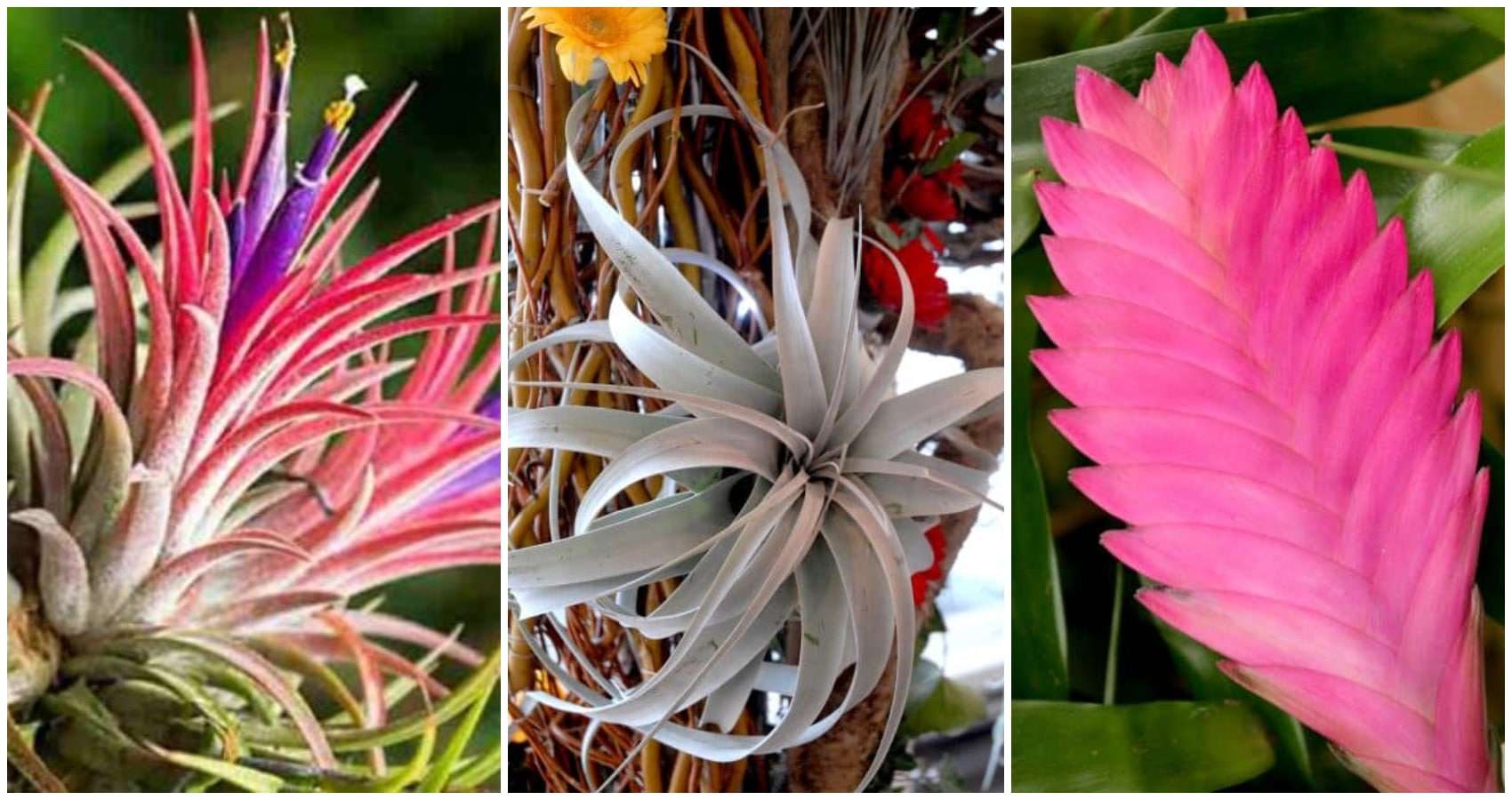 Descubre los Secretos del Clavel del Aire: Guía de Cuidados de Tillandsia