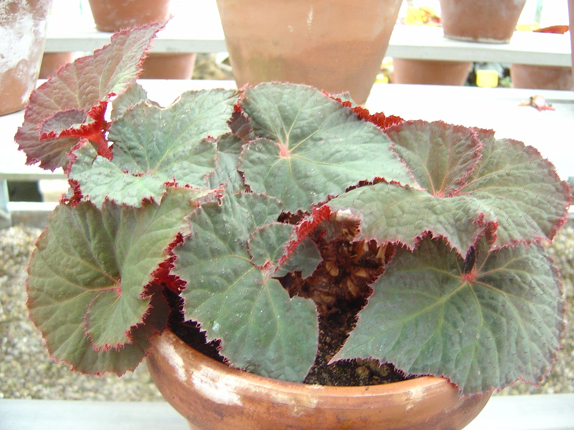 Cómo cuidar tu Begonia rex para un crecimiento espectacular